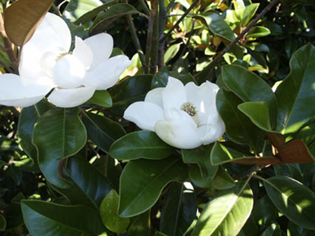 Claudia Wannamaker Southern Magnolia | Bold Spring