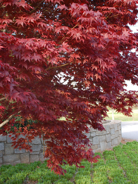 Bloodgood Japanese Maple | Bold Spring