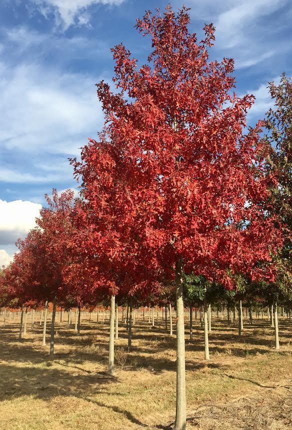 Shawnee Brave™ Baldcypress | Bold Spring