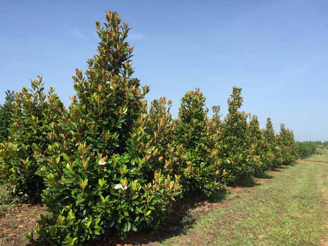 Claudia Wannamaker Southern Magnolia | Bold Spring