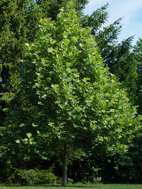 Exclamation!™ London Planetree | Bold Spring