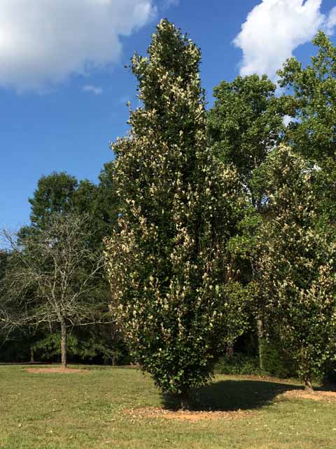 Regal Prince® Oak | Bold Spring