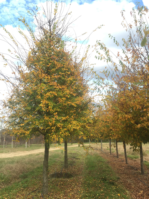 Winged Elm | Bold Spring